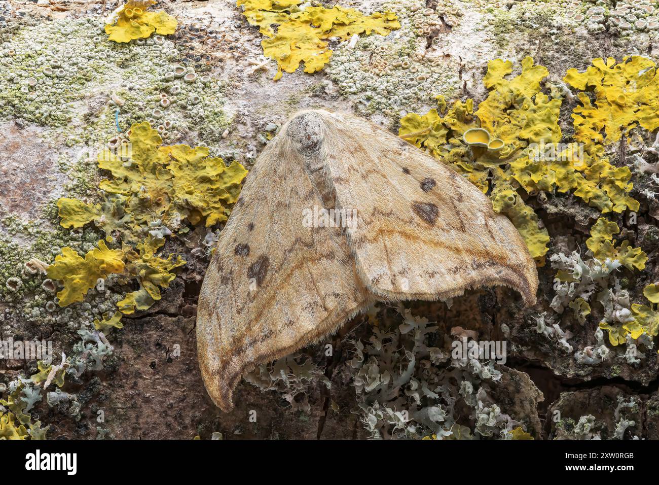Pebble Hook-tip, Drepana falcataria, single adult resting on lichen ...