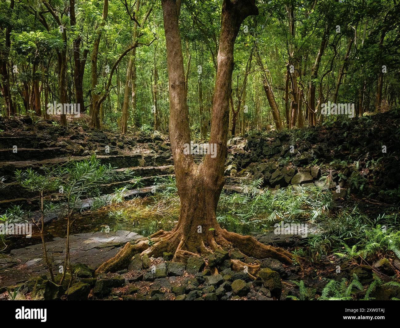 A majestic tree stands at the center of an ancient, mystical forest ...