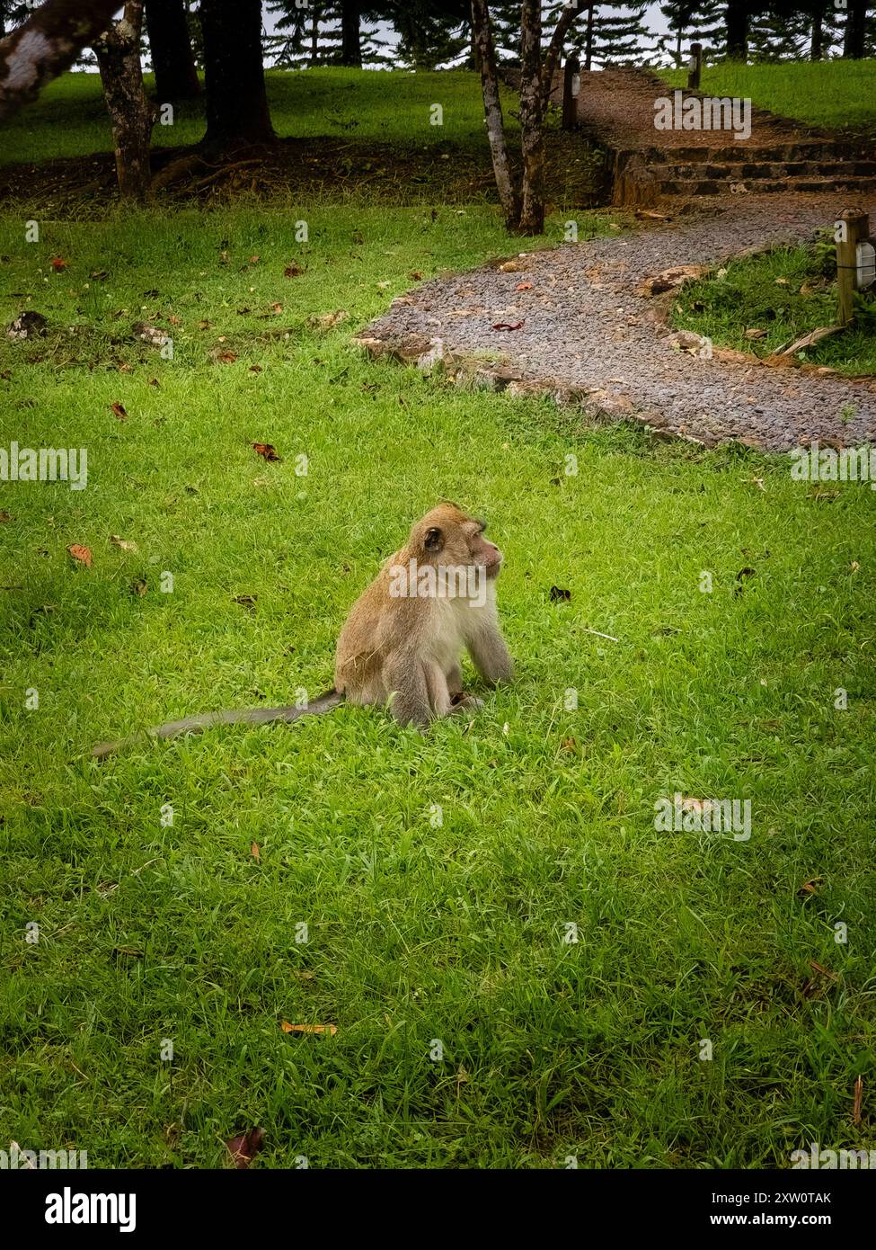 A lone monkey sits quietly on a vibrant green lawn, surrounded by trees ...