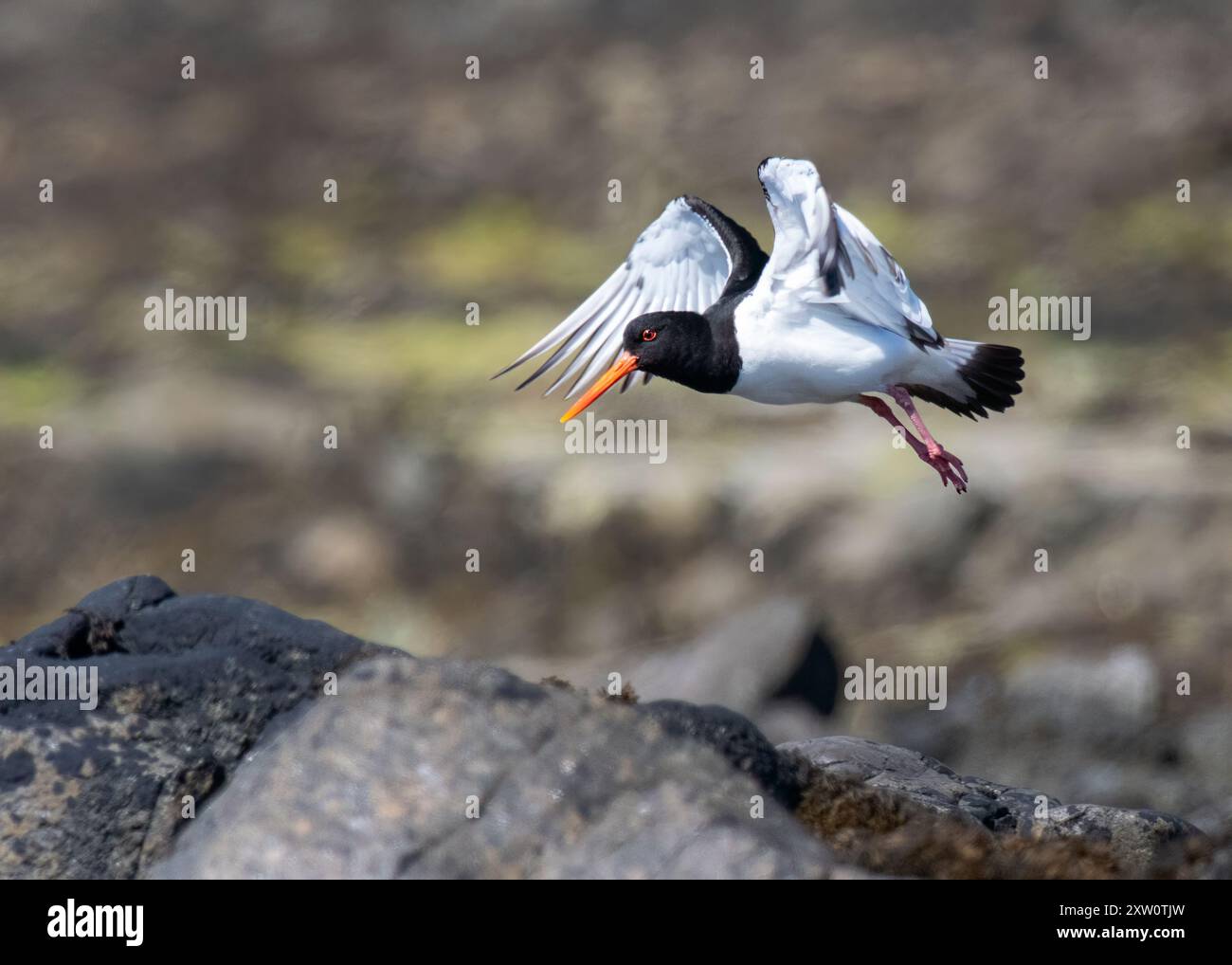 Black and White Oystercatcher wading bird flies about to land on rocky ...