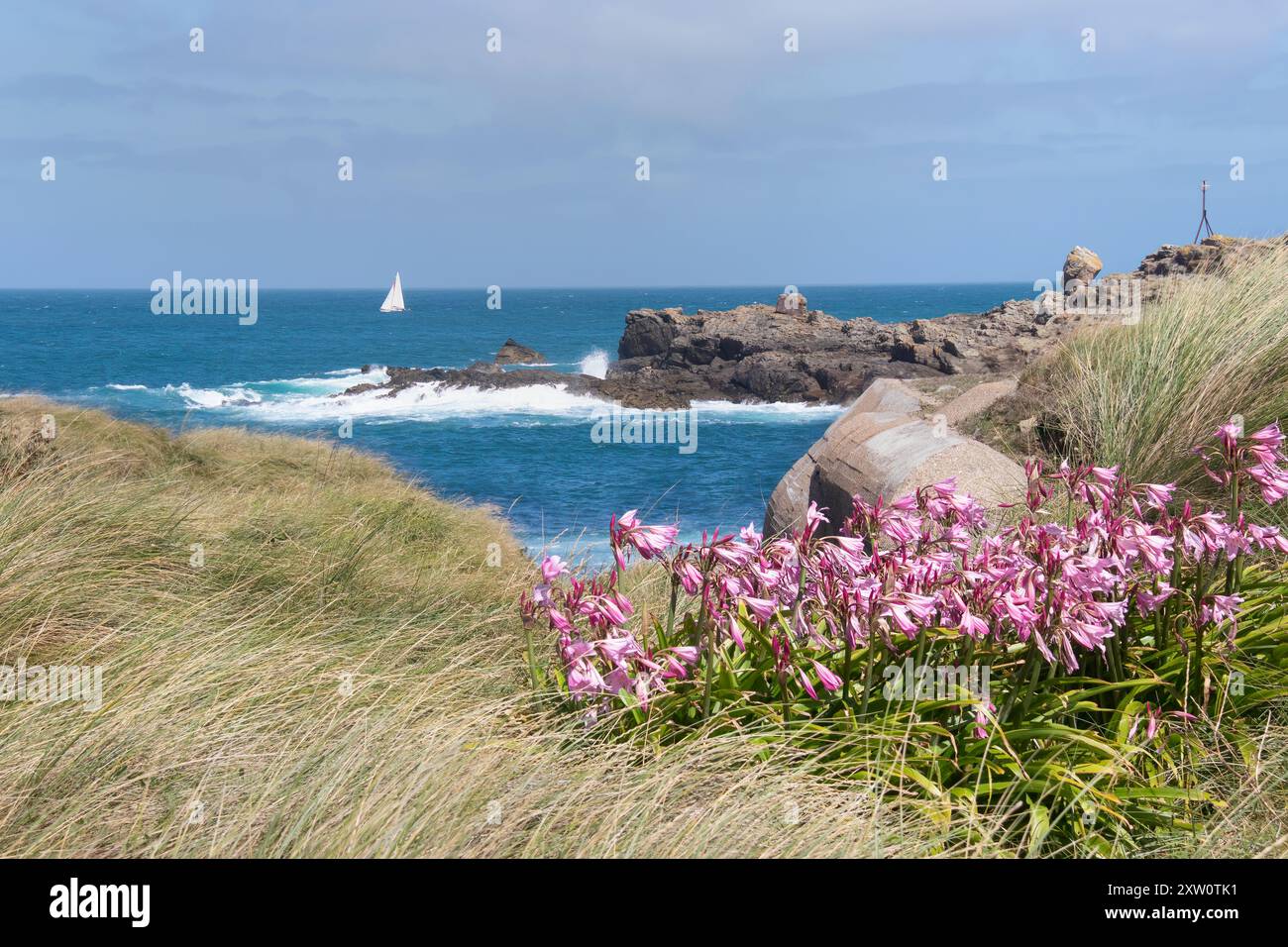 Pink Resurrection Lilies grow by a German Nazi Bunker from WW2 with a ...