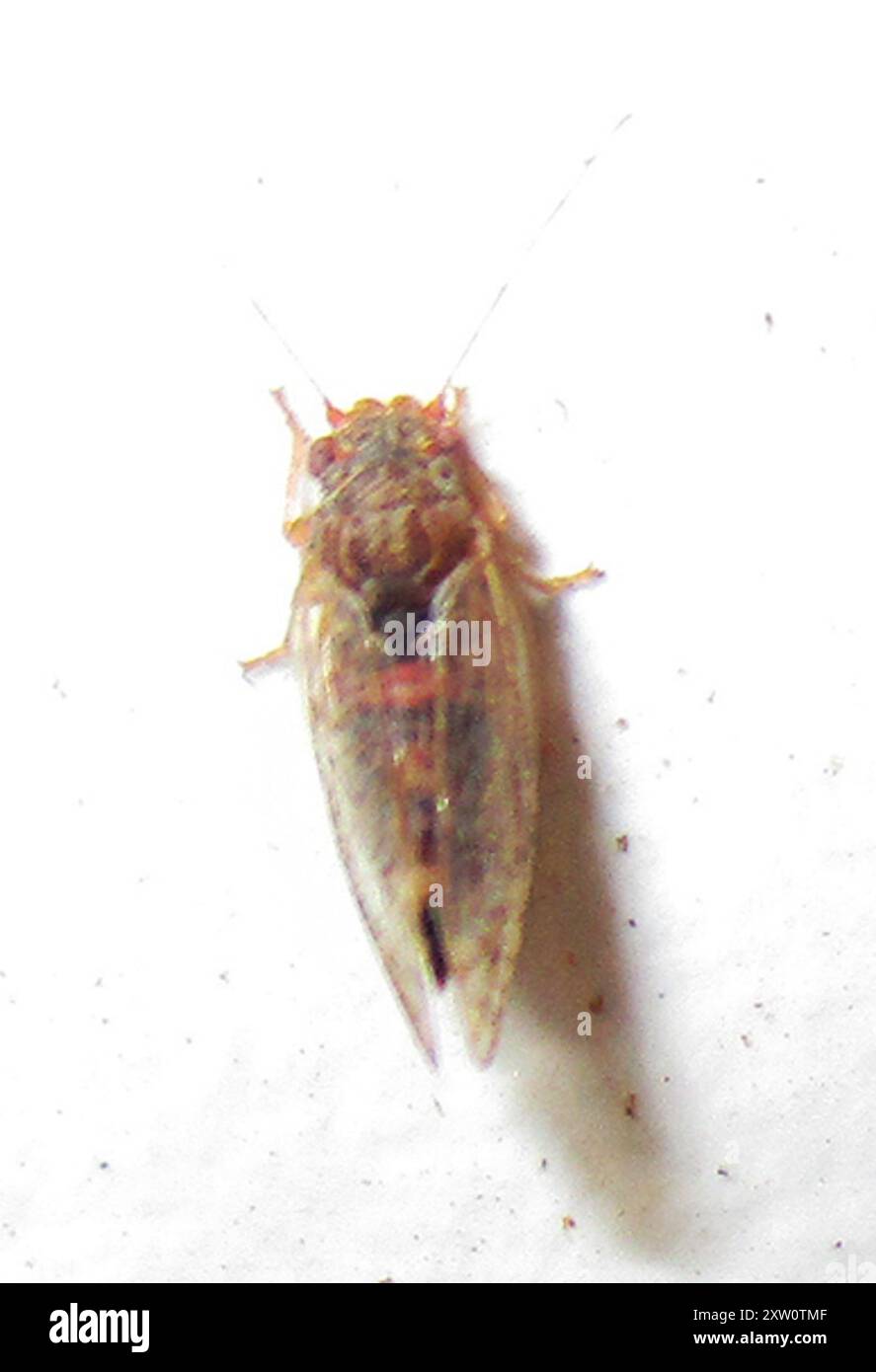 Psylloids (Psylloidea) Insecta Stock Photo - Alamy