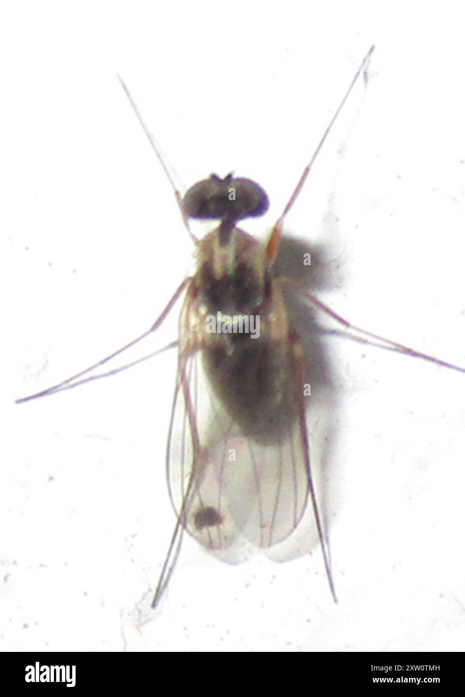 Long-legged Flies (Dolichopodidae) Insecta Stock Photo - Alamy