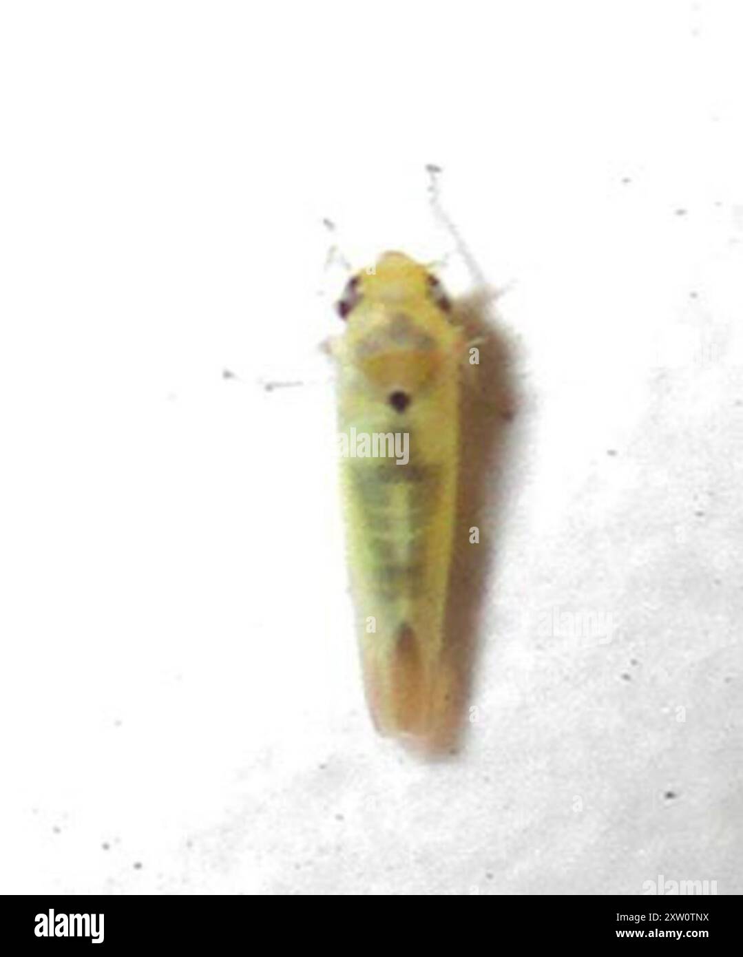 Typical Leafhoppers (Cicadellidae) Insecta Stock Photo - Alamy