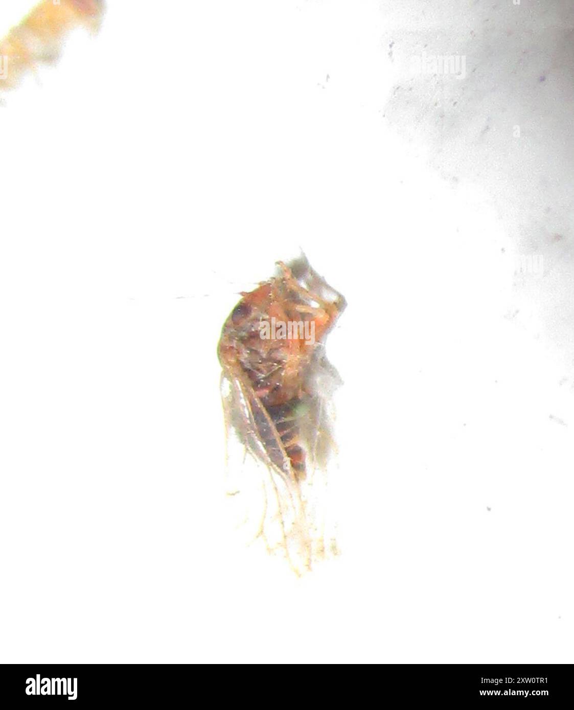 Psylloids (Psylloidea) Insecta Stock Photo - Alamy