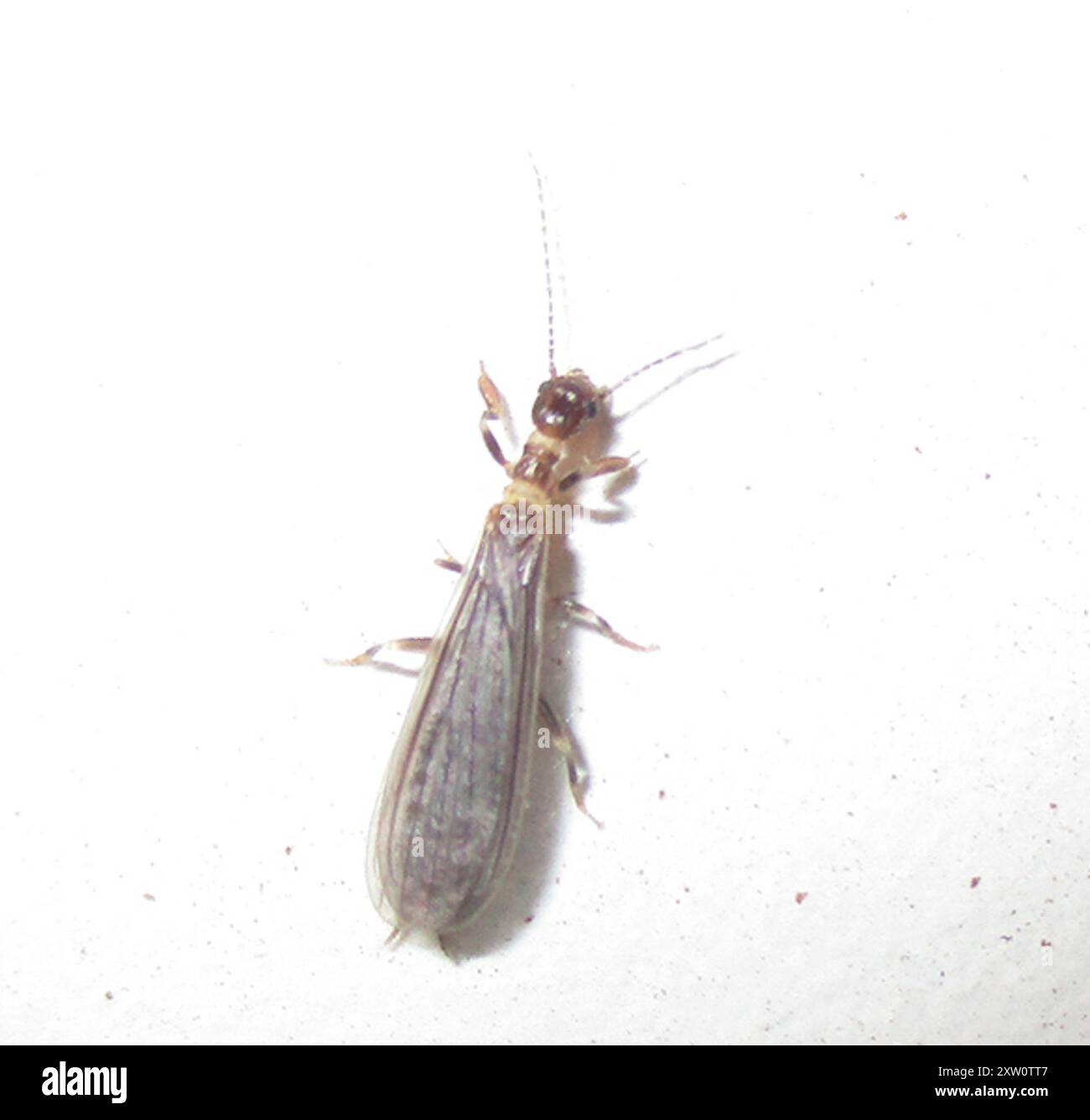 Webspinners (Embioptera) Insecta Stock Photo - Alamy