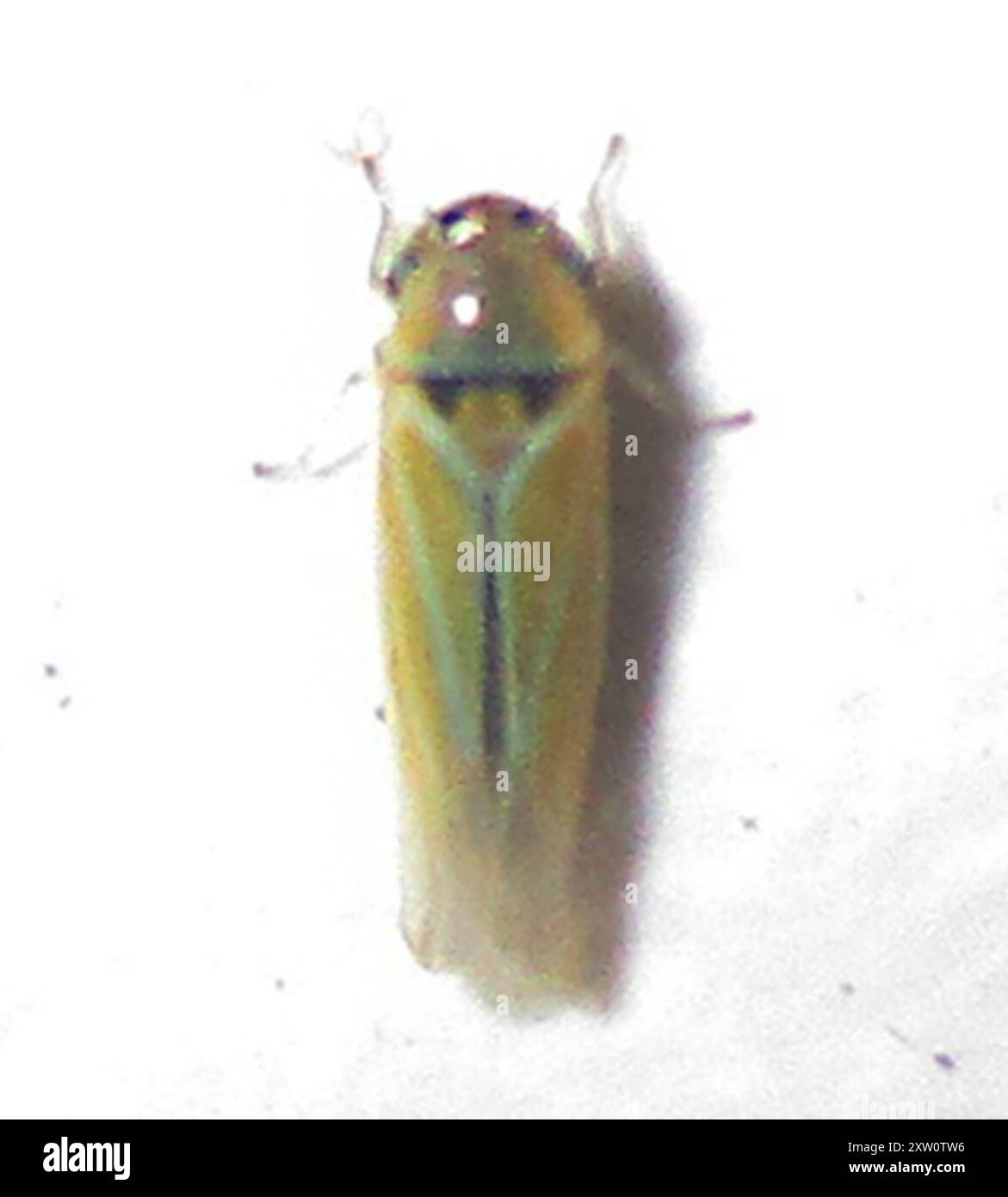 Typical Leafhoppers (Cicadellidae) Insecta Stock Photo - Alamy