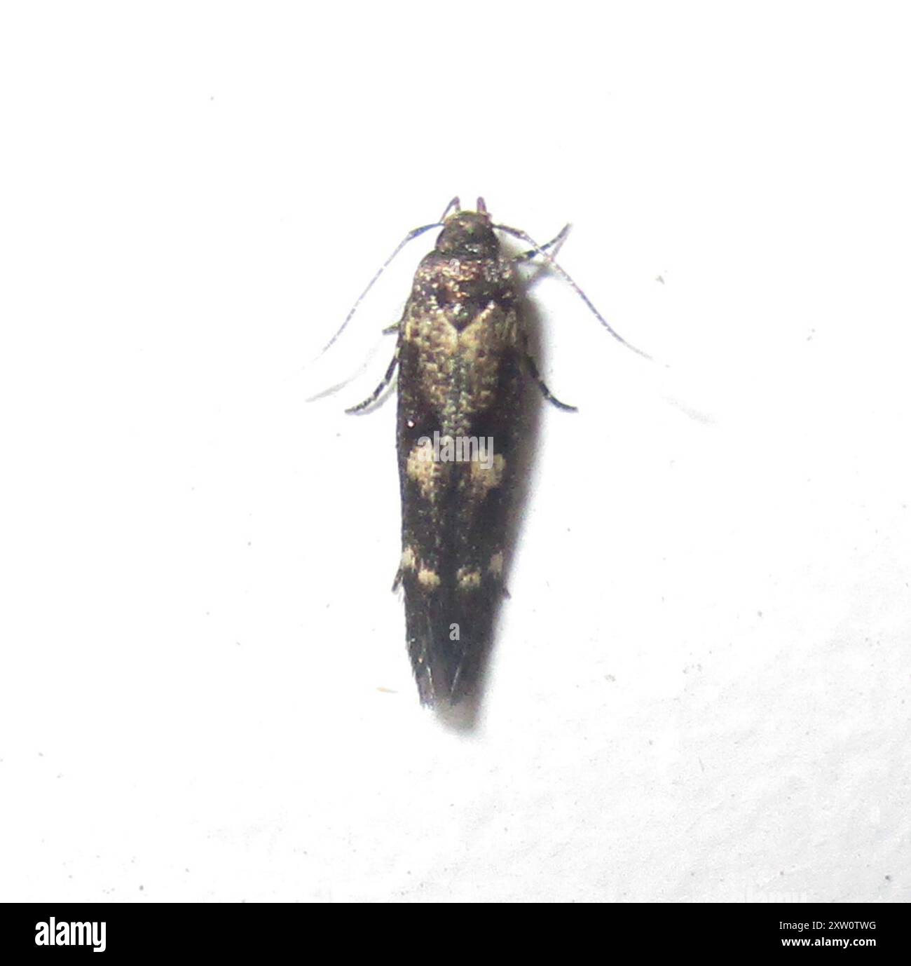 Curved-horn Moths (Gelechioidea) Insecta Stock Photo - Alamy