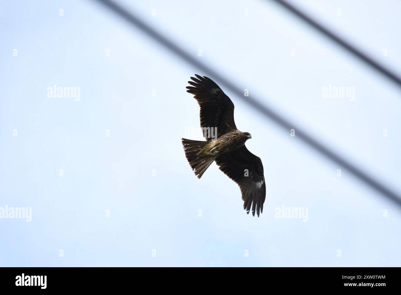 Black-eared Kite (Milvus migrans lineatus) Aves Stock Photo - Alamy