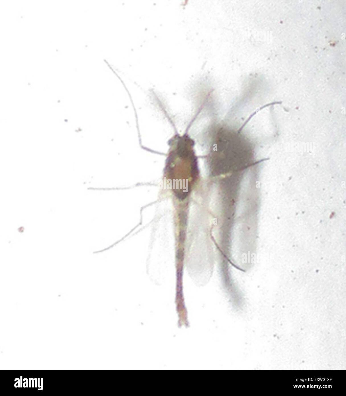 Non-biting Midges (Chironomidae) Insecta Stock Photo - Alamy