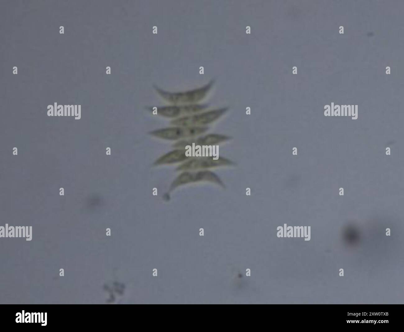Dimorphus hi-res stock photography and images - Alamy
