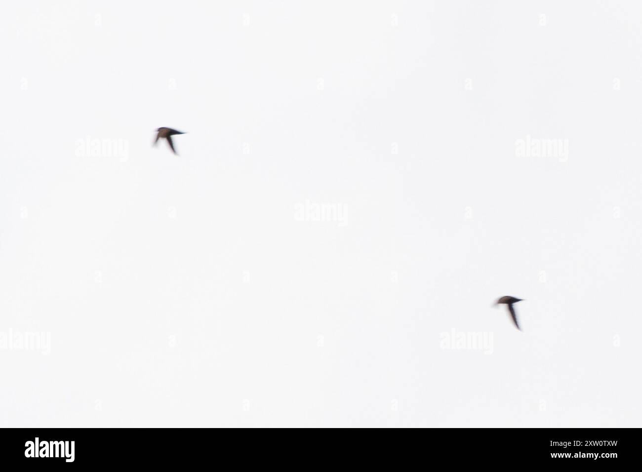 Black Swift (Cypseloides niger) Aves Stock Photo - Alamy