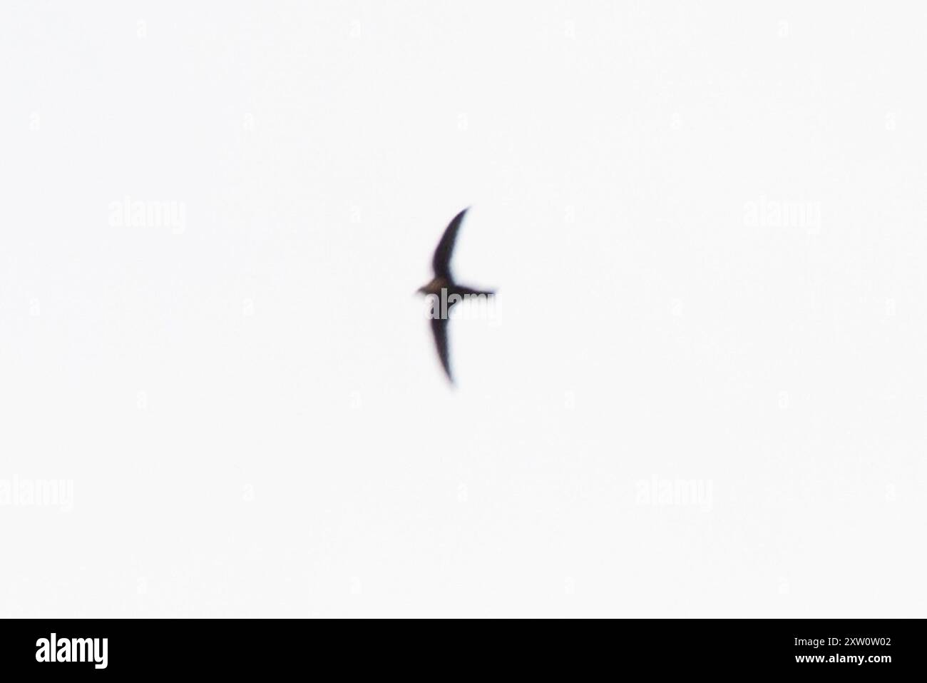 Black swift niger hi-res stock photography and images - Alamy