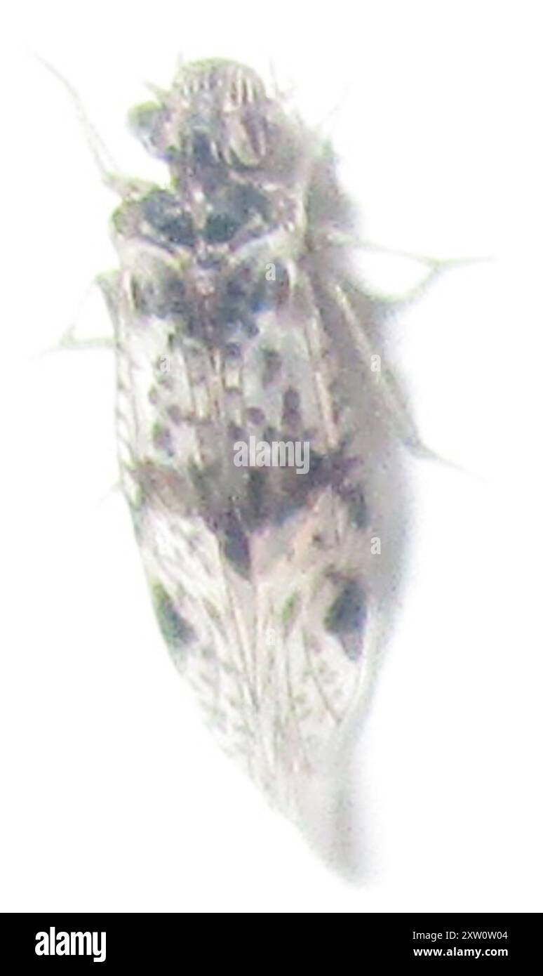 Barklice, Booklice, and Parasitic Lice (Psocodea) Insecta Stock Photo ...