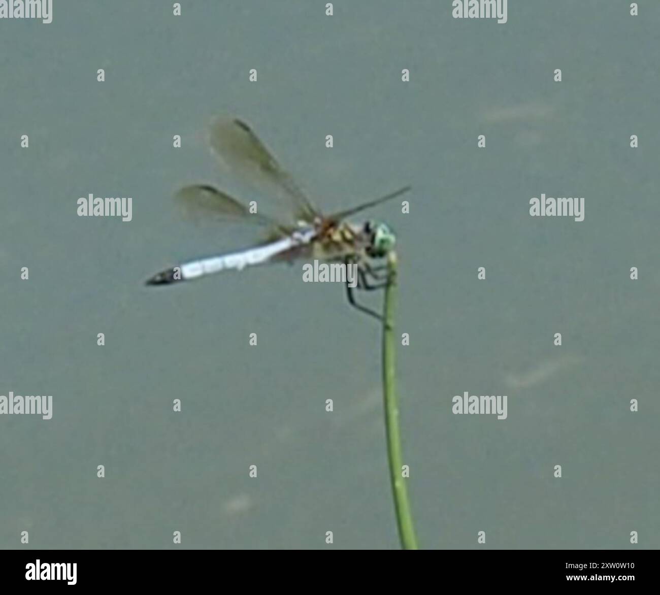 Blue Dasher (Pachydiplax longipennis) Insecta Stock Photo - Alamy