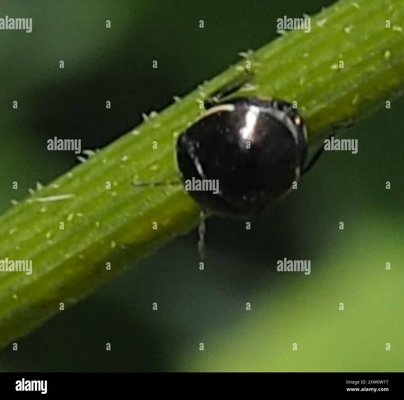Stink Bugs, Shield Bugs, and Allies (Pentatomoidea) Insecta Stock Photo ...