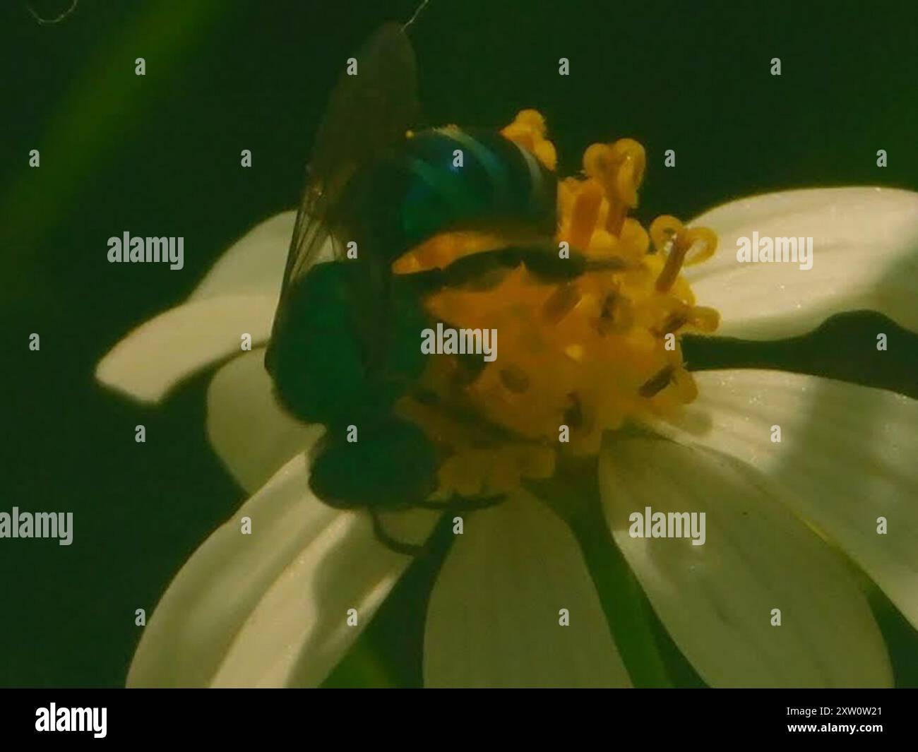 Brown-winged Striped Sweat Bee (Agapostemon splendens) Insecta Stock ...