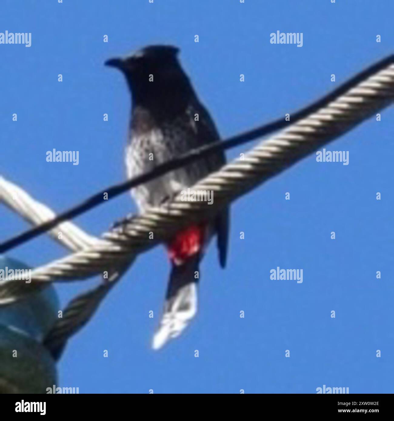 Red-vented Bulbul (Pycnonotus cafer) Aves Stock Photo - Alamy