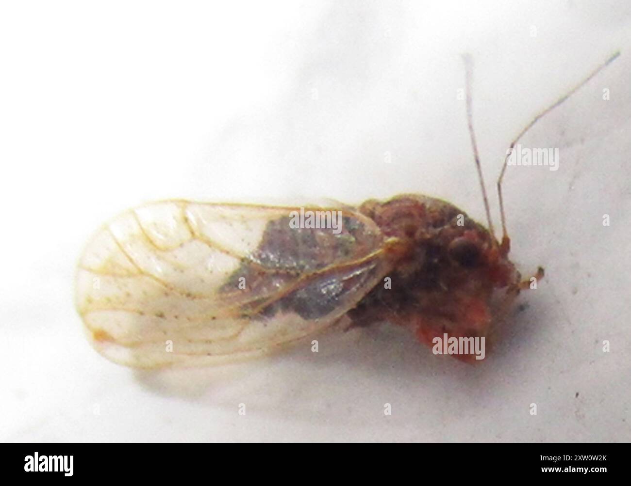 Psylloids (Psylloidea) Insecta Stock Photo - Alamy