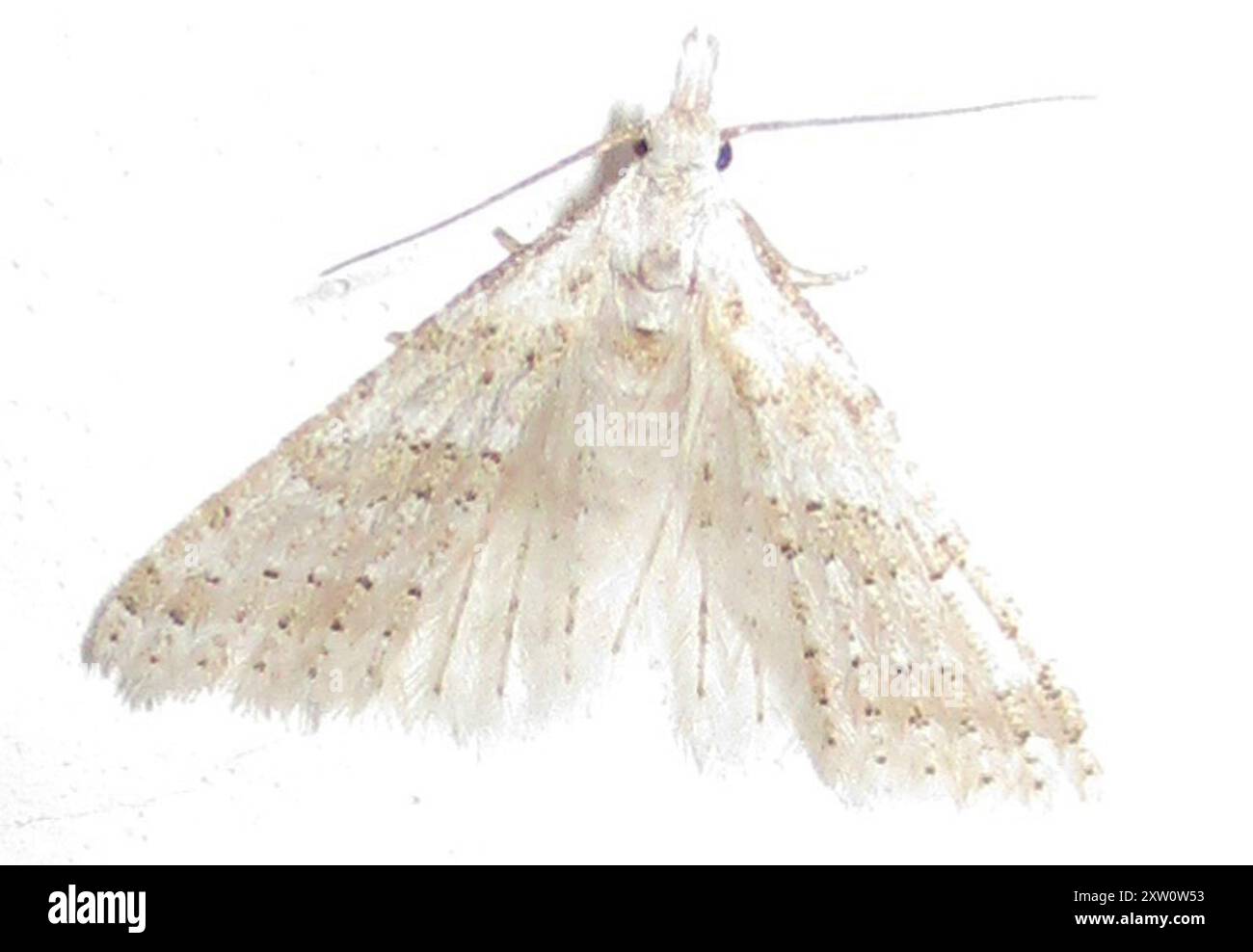 Many moths Cut Out Stock Images & Pictures - Alamy