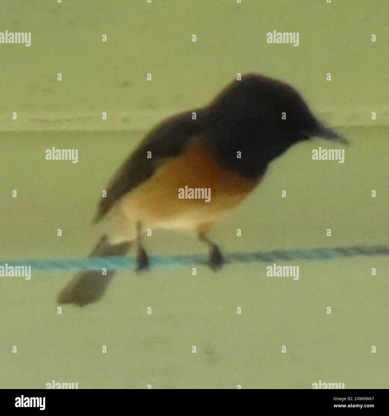 Vanikoro flycatcher hi-res stock photography and images - Alamy