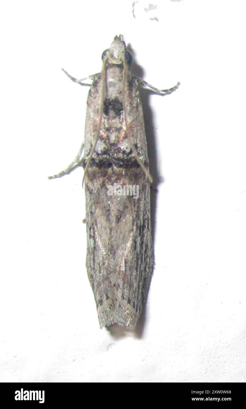 Knot-horn Moths (Phycitinae) Insecta Stock Photo - Alamy