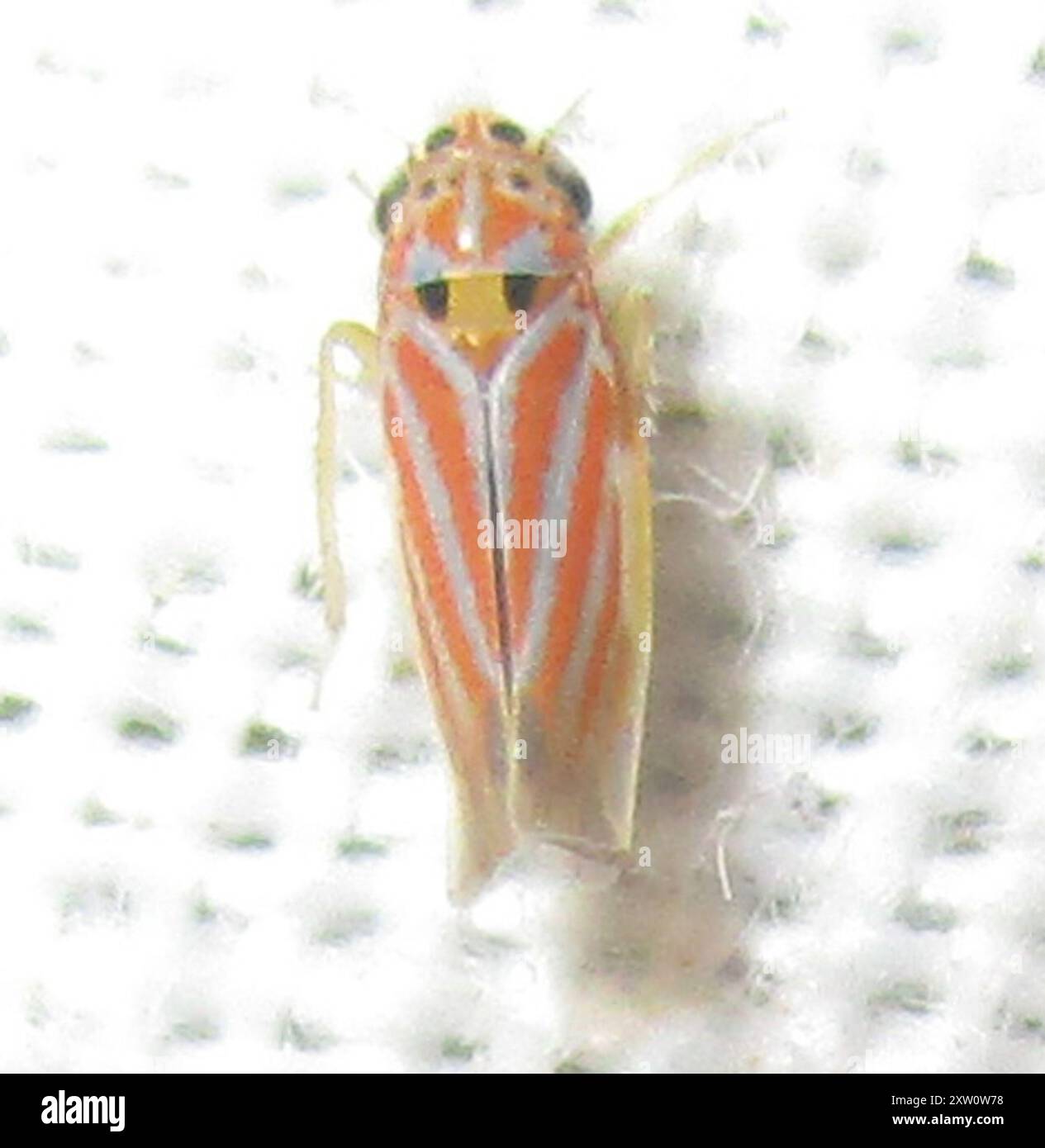 Typical Leafhoppers (Cicadellidae) Insecta Stock Photo - Alamy