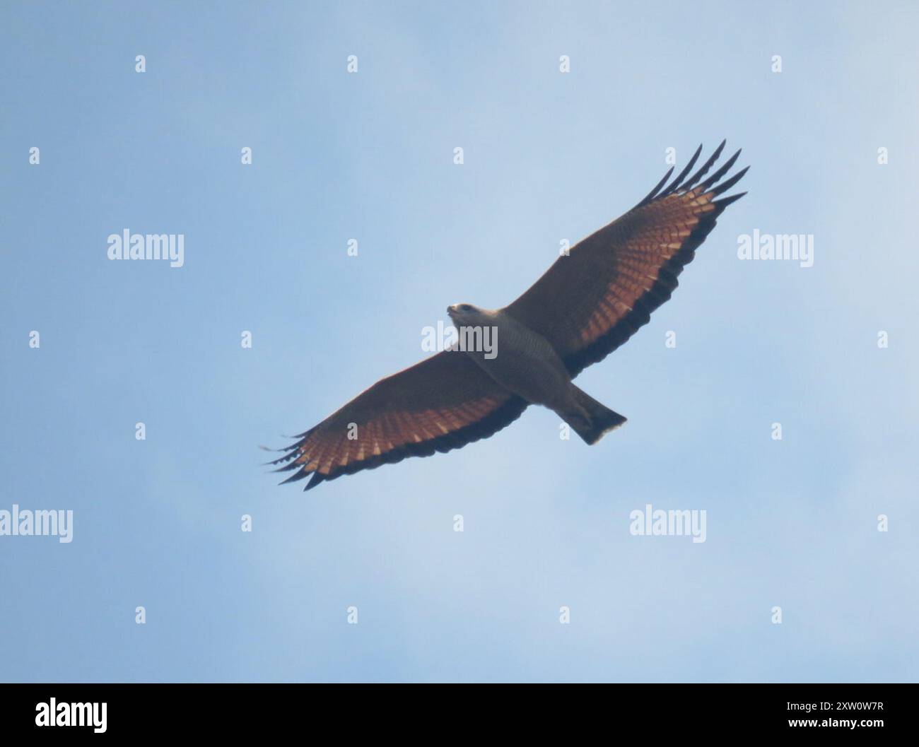 Savanna Hawk (Buteogallus meridionalis) Aves Stock Photo - Alamy