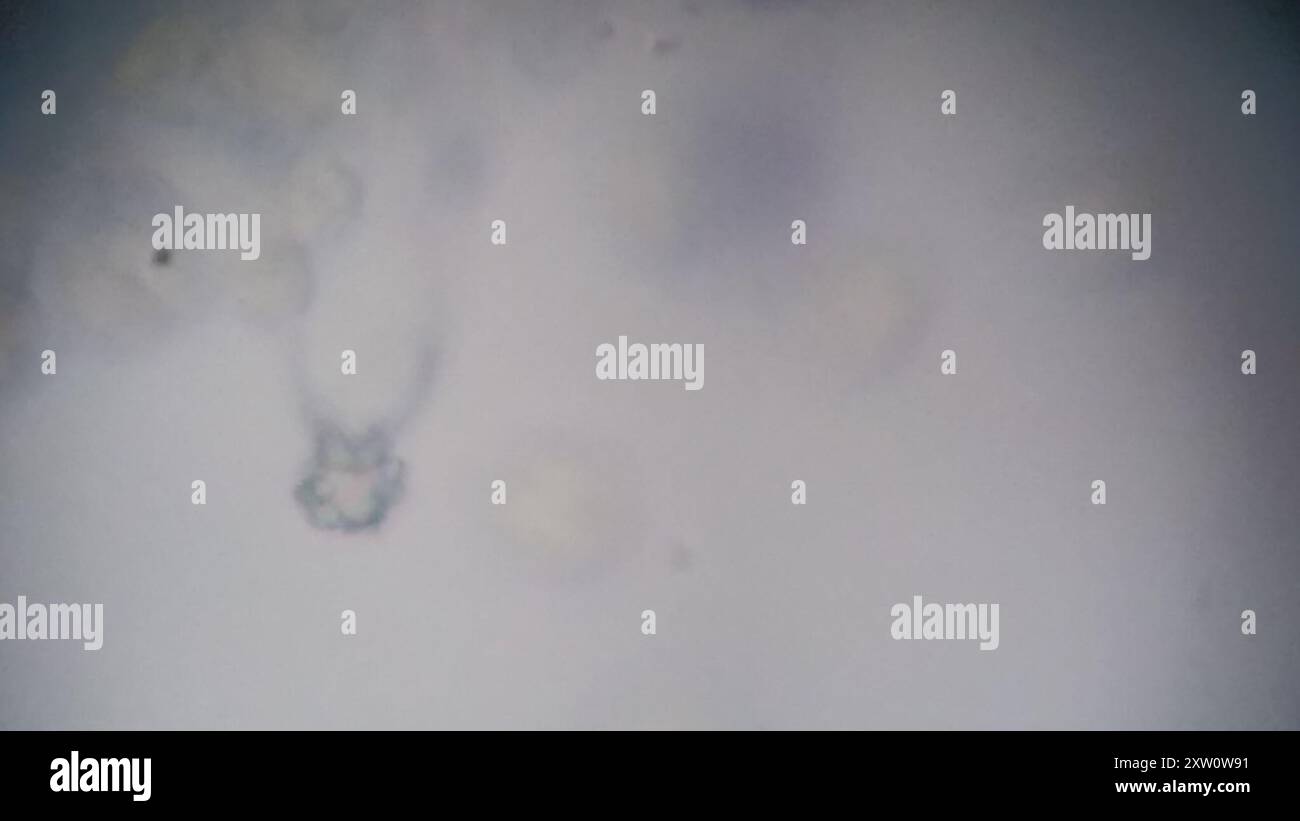 chestnut brittlestem (Homophron spadiceum) Fungi Stock Photo - Alamy