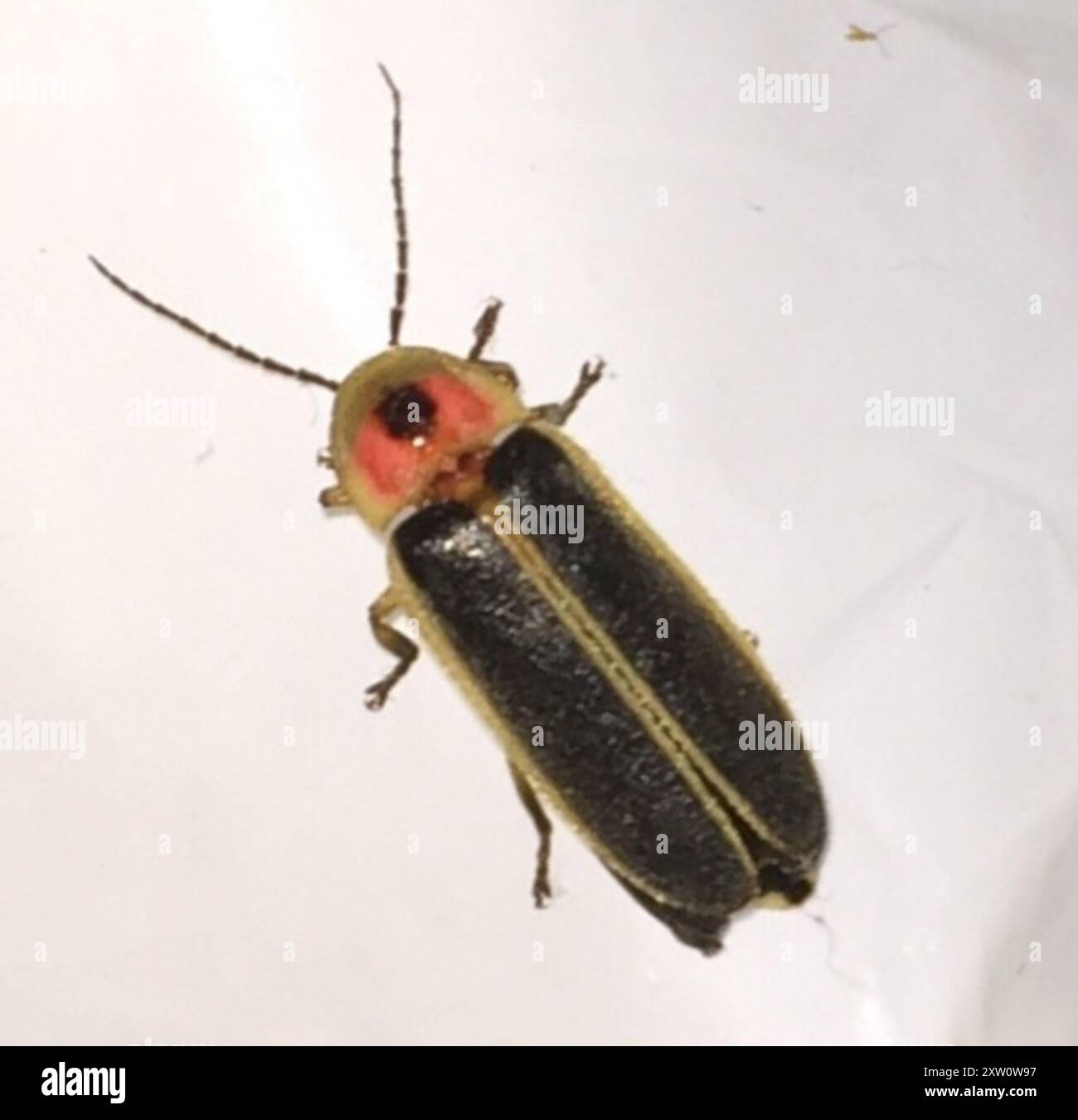 Common Eastern Firefly (Photinus pyralis) Insecta Stock Photo - Alamy