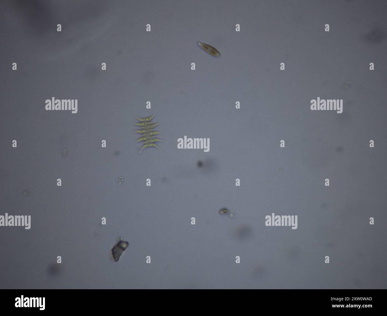 Dimorphus hi-res stock photography and images - Alamy