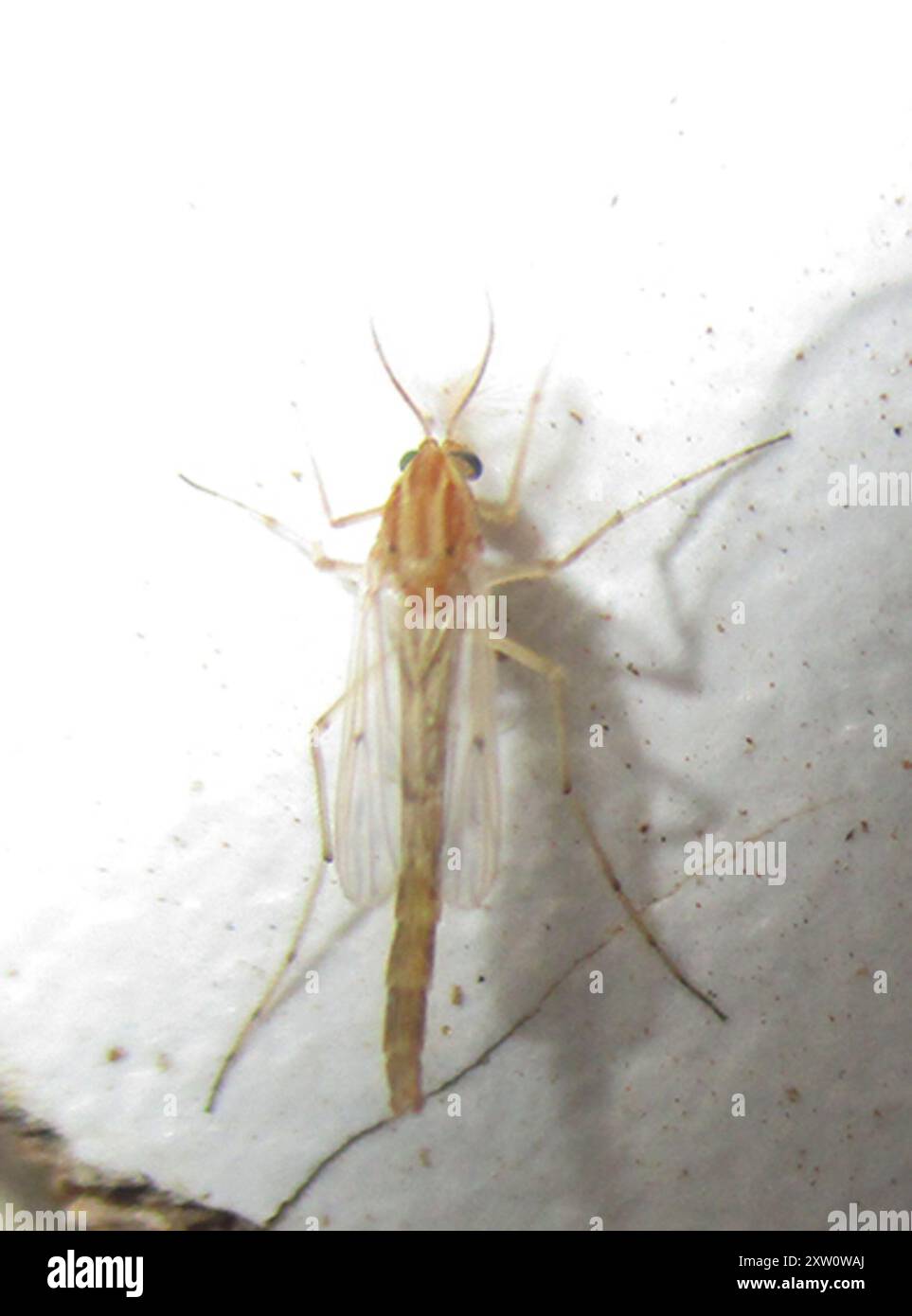 Non-biting Midges (Chironomidae) Insecta Stock Photo - Alamy