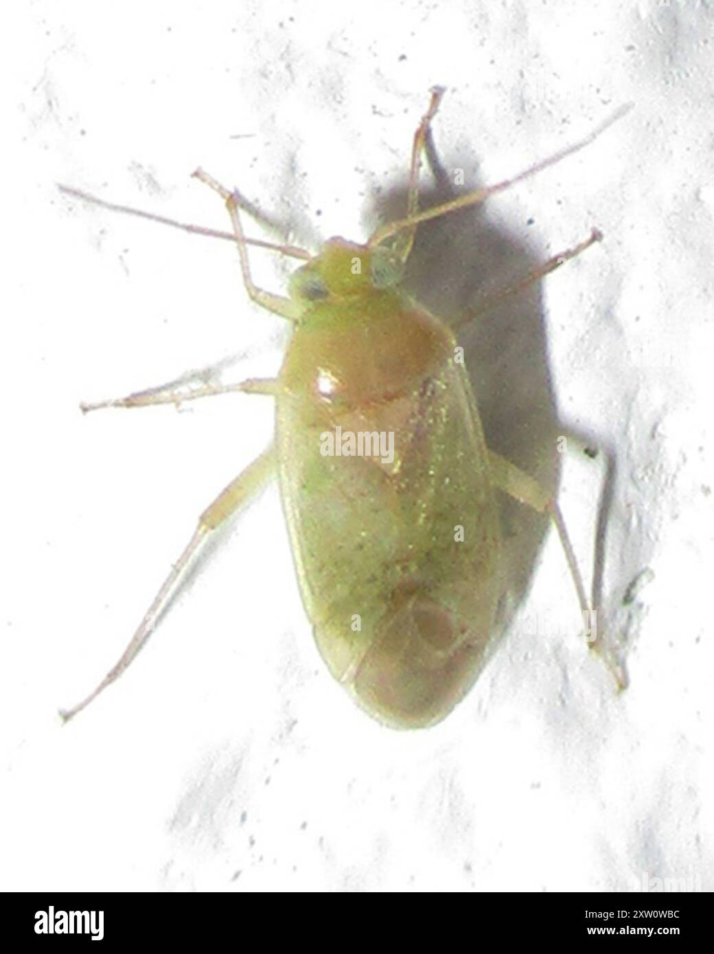 Plant Bugs (Miridae) Insecta Stock Photo - Alamy