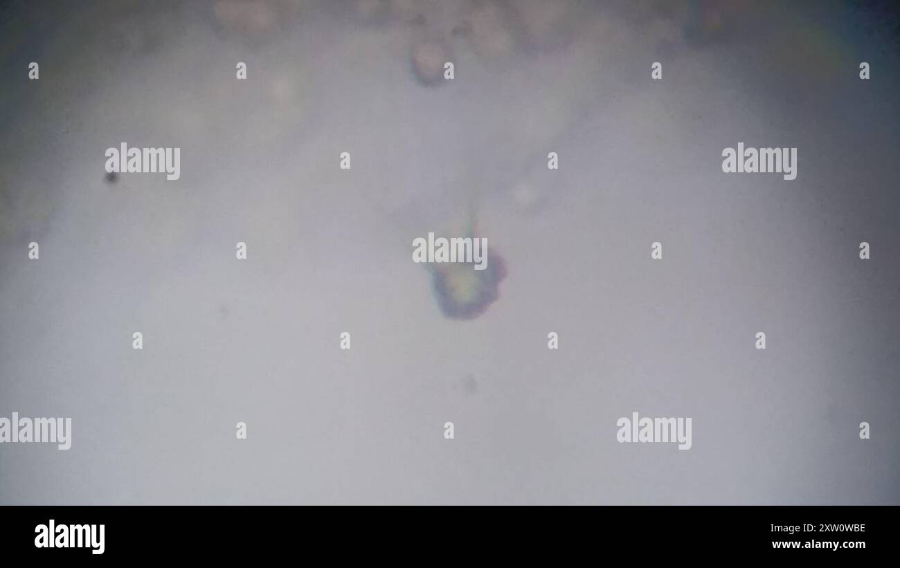 chestnut brittlestem (Homophron spadiceum) Fungi Stock Photo - Alamy