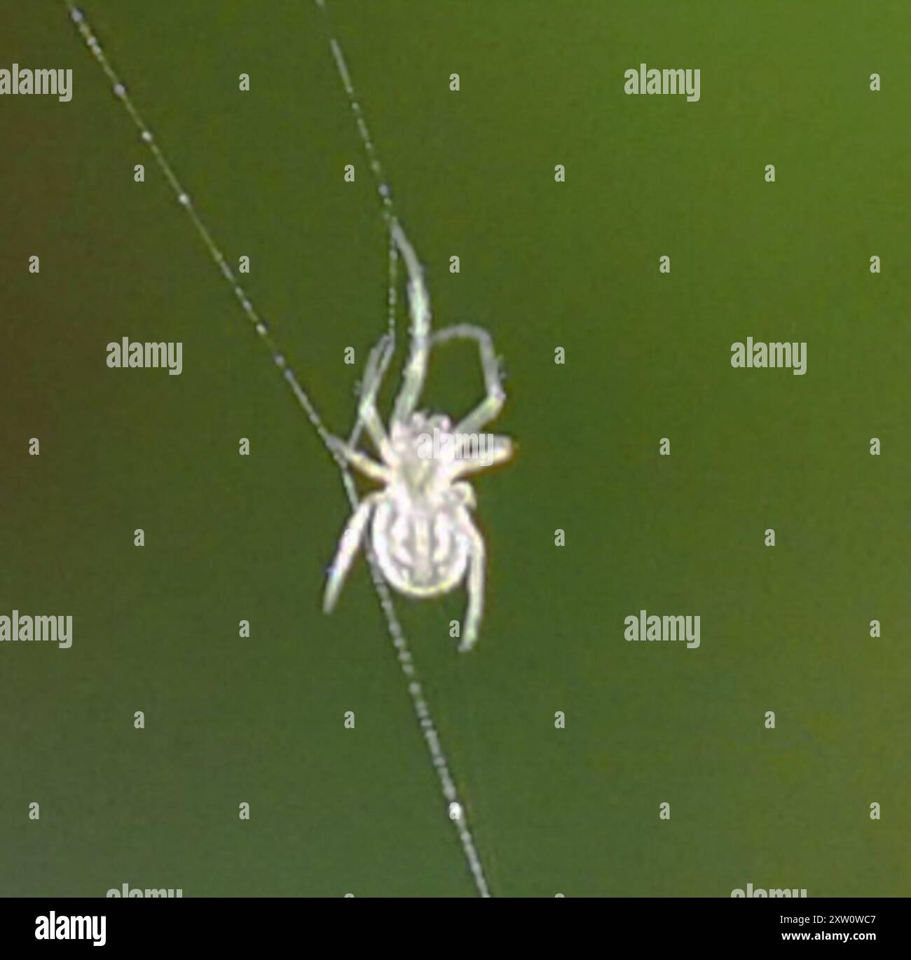 Orbweavers and Allies (Araneoidea) Arachnida Stock Photo - Alamy