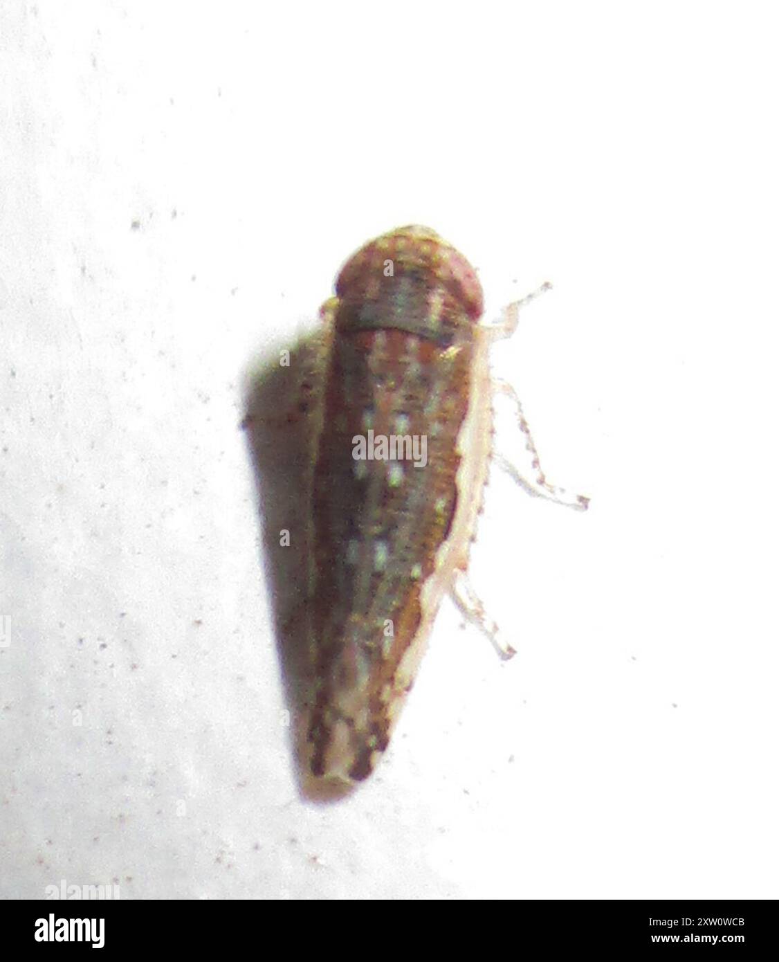 Typical Leafhoppers (Cicadellidae) Insecta Stock Photo - Alamy