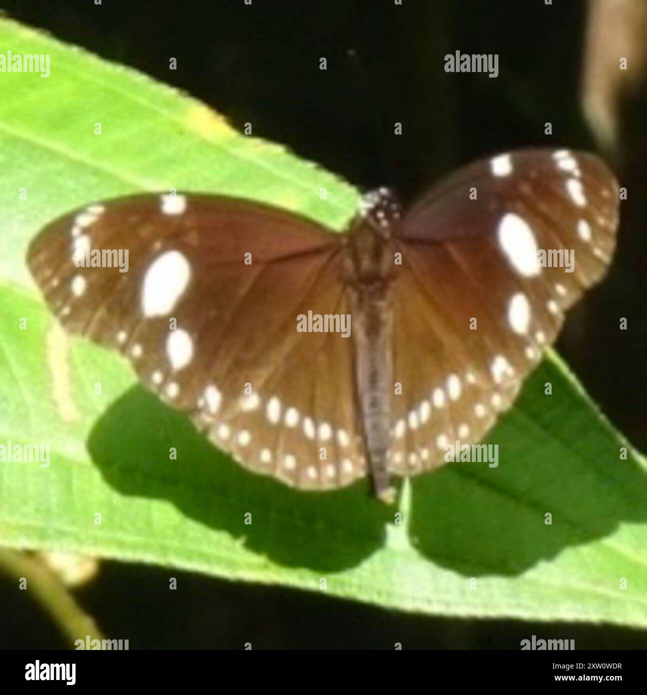 (Euploea lewinii) Insecta Stock Photo - Alamy
