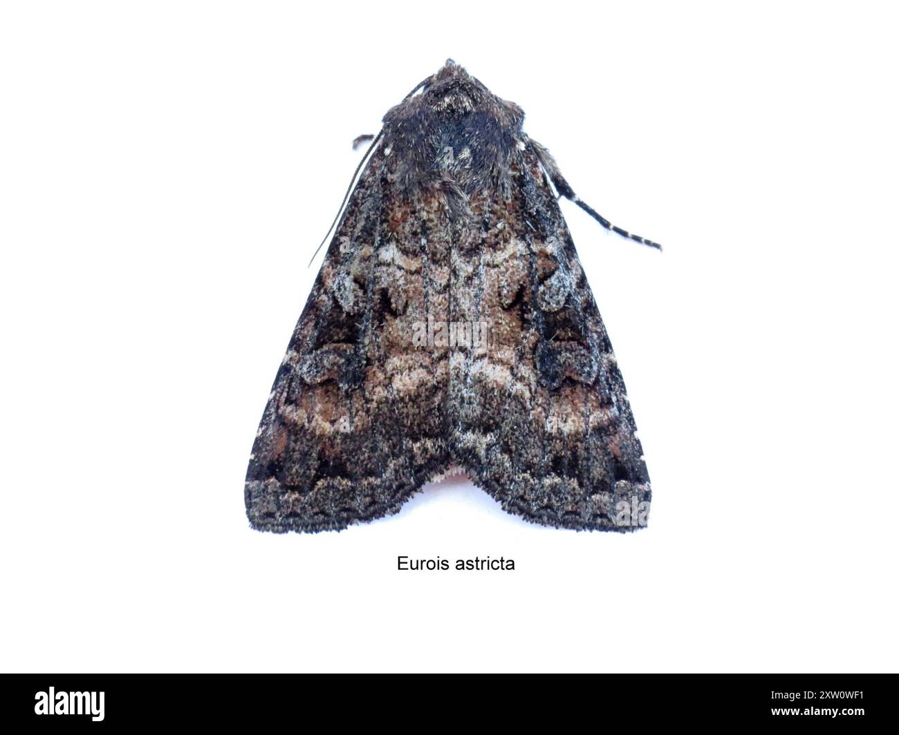 Great Brown Dart (Eurois astricta) Insecta Stock Photo - Alamy