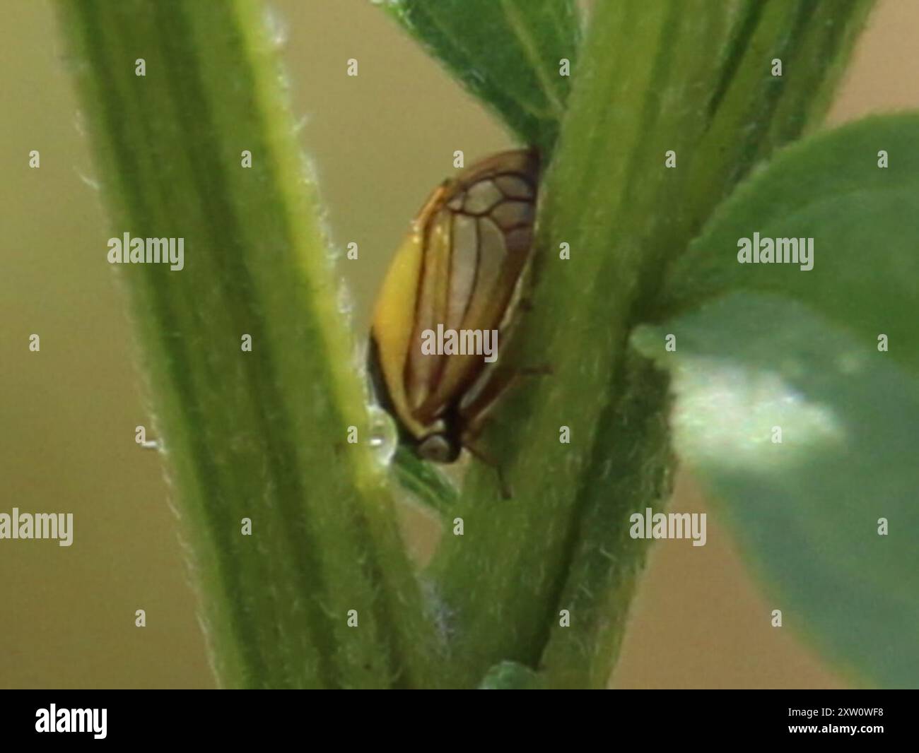 (Acutalis tartarea) Insecta Stock Photo - Alamy