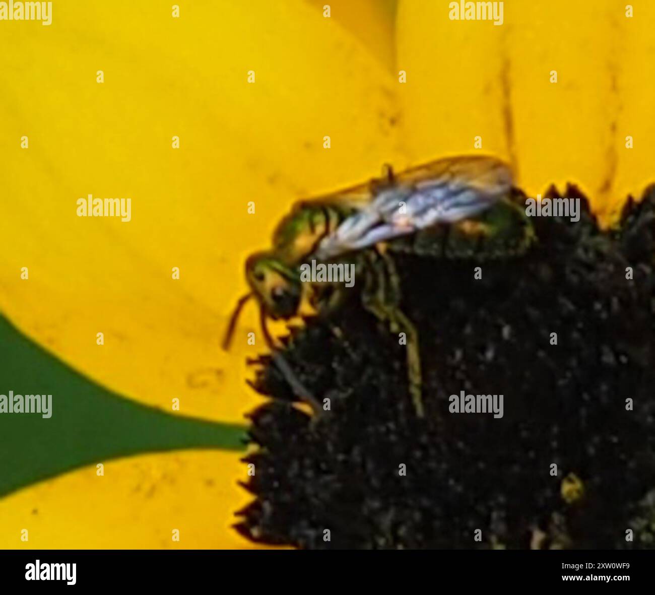 Pure Green Sweat bee (Augochlora pura) Insecta Stock Photo - Alamy