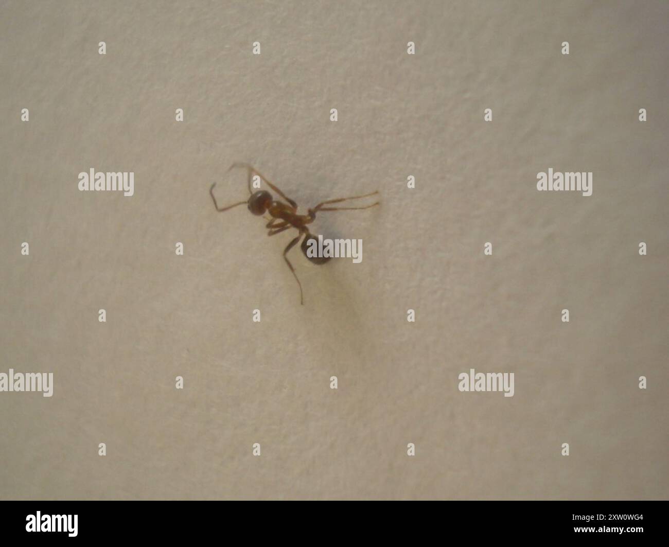 Argentine Ant (Linepithema humile) Insecta Stock Photo - Alamy