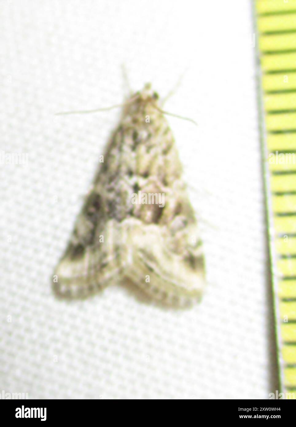 Old World Webworm (Hellula undalis) Insecta Stock Photo - Alamy