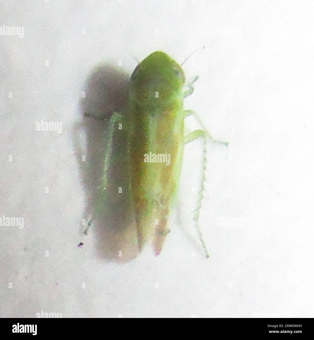 Typical Leafhoppers (Cicadellidae) Insecta Stock Photo - Alamy