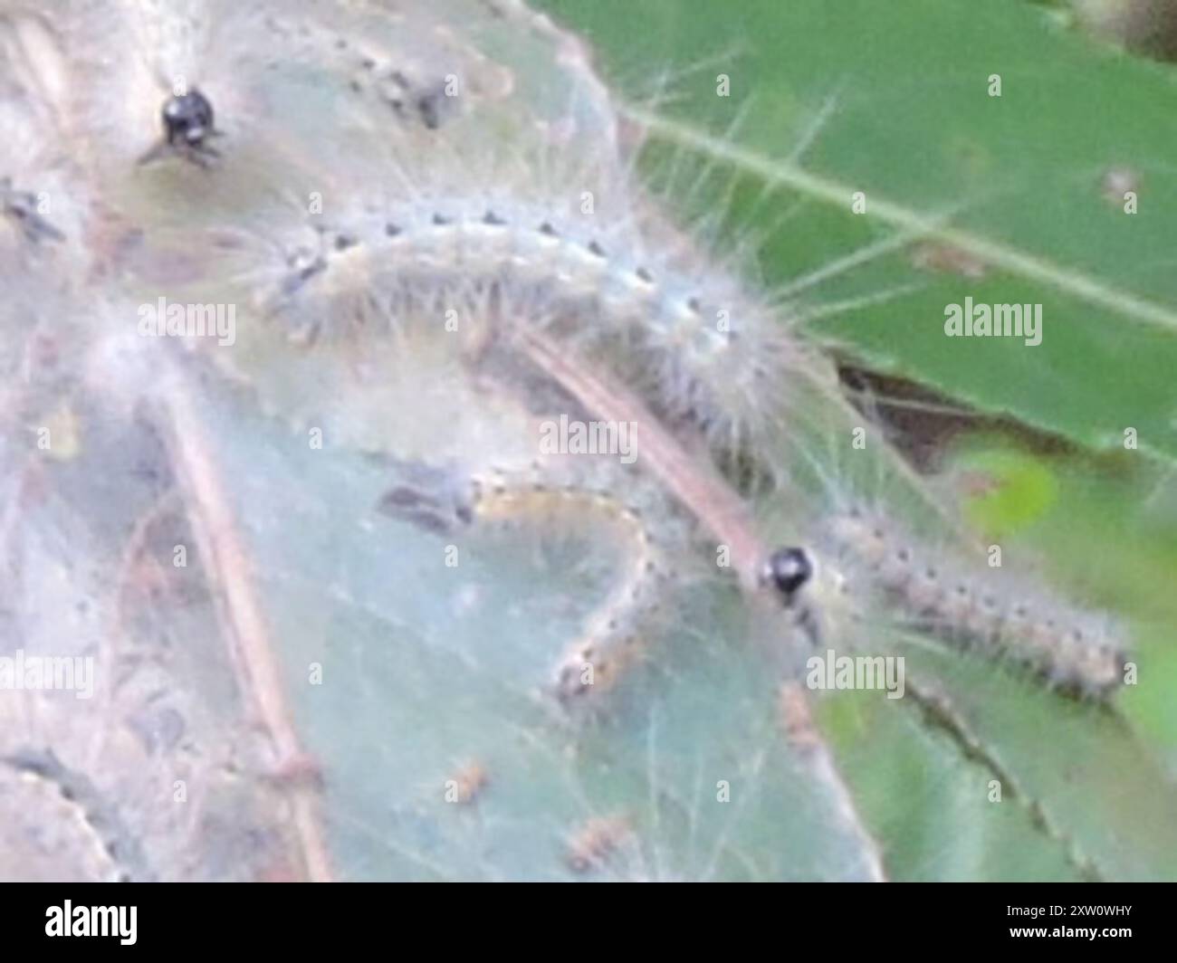 Fall Webworm Moth (Hyphantria cunea) Insecta Stock Photo - Alamy