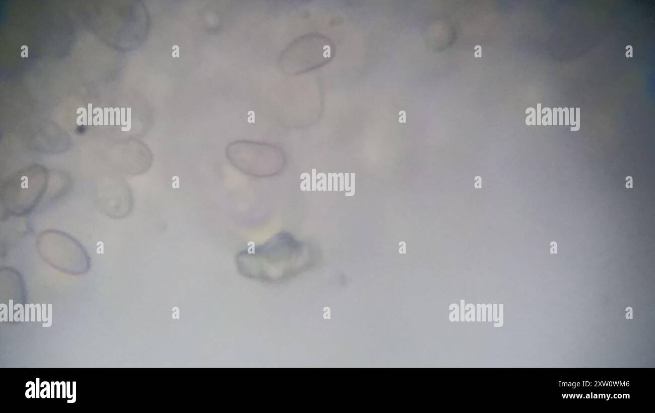 chestnut brittlestem (Homophron spadiceum) Fungi Stock Photo - Alamy