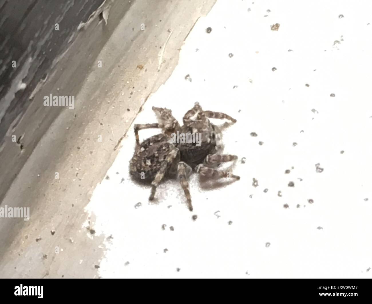 Attulus pubescens hi-res stock photography and images - Alamy