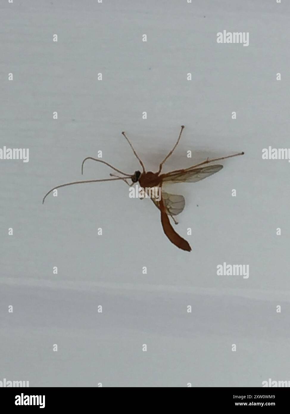 Short-tailed Ichneumonid Wasps (Ophioninae) Insecta Stock Photo - Alamy