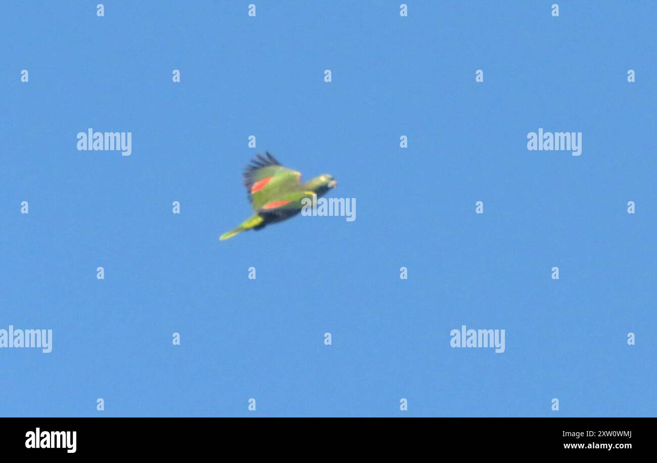 Turquoise-fronted Parrot (Amazona aestiva) Aves Stock Photo - Alamy