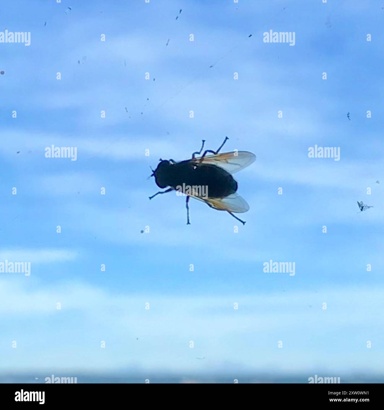 Western Pond Fly (Sericomyia chalcopyga) Insecta Stock Photo - Alamy