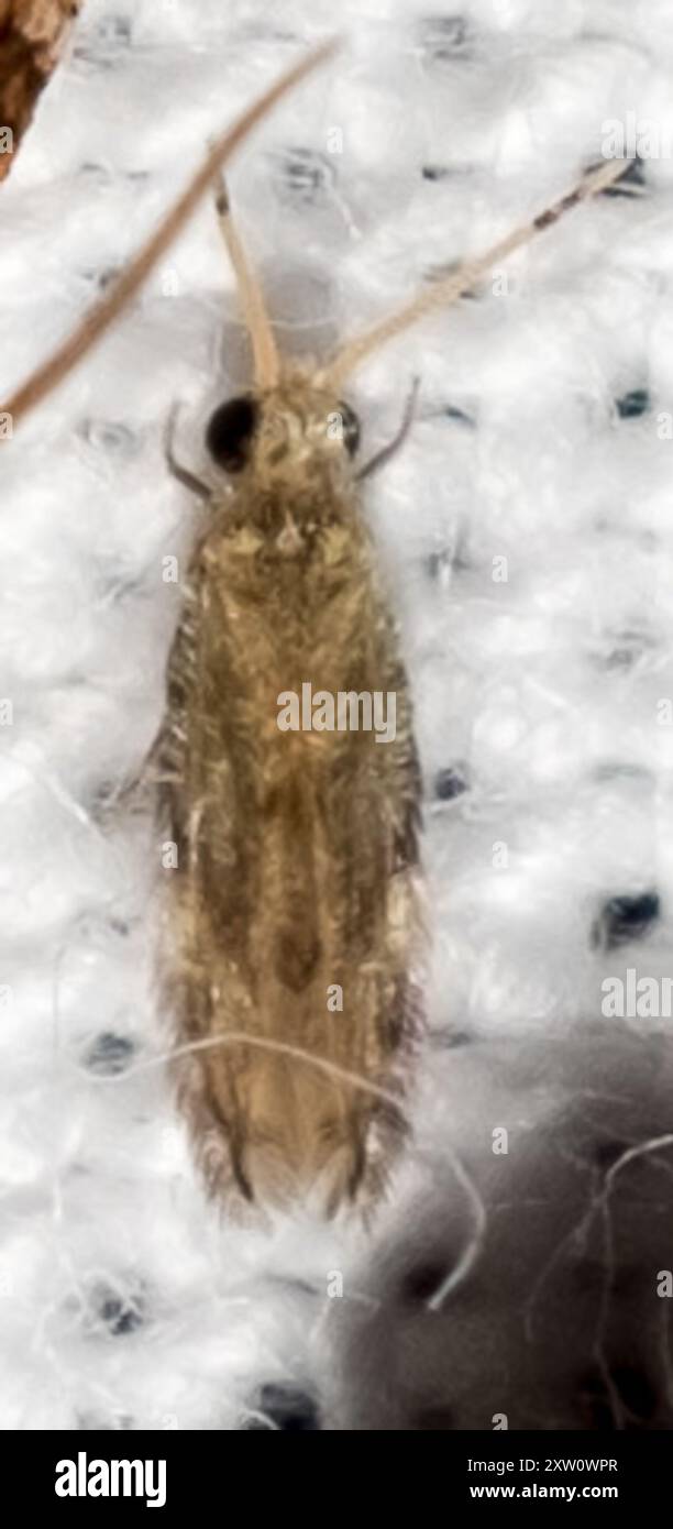 Microcaddisflies (Hydroptilidae) Insecta Stock Photo - Alamy